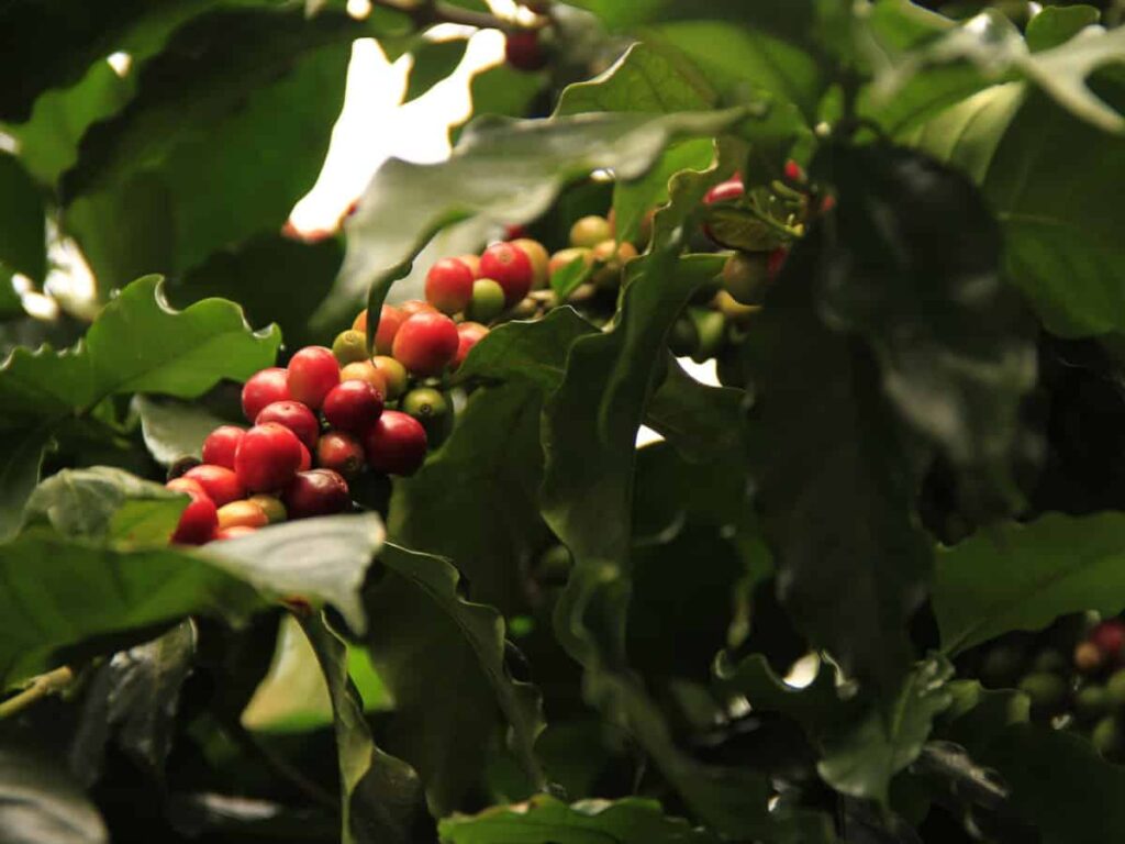 5º Concurso de Qualidade do Café Conilon de Linhares - 24h Notícias